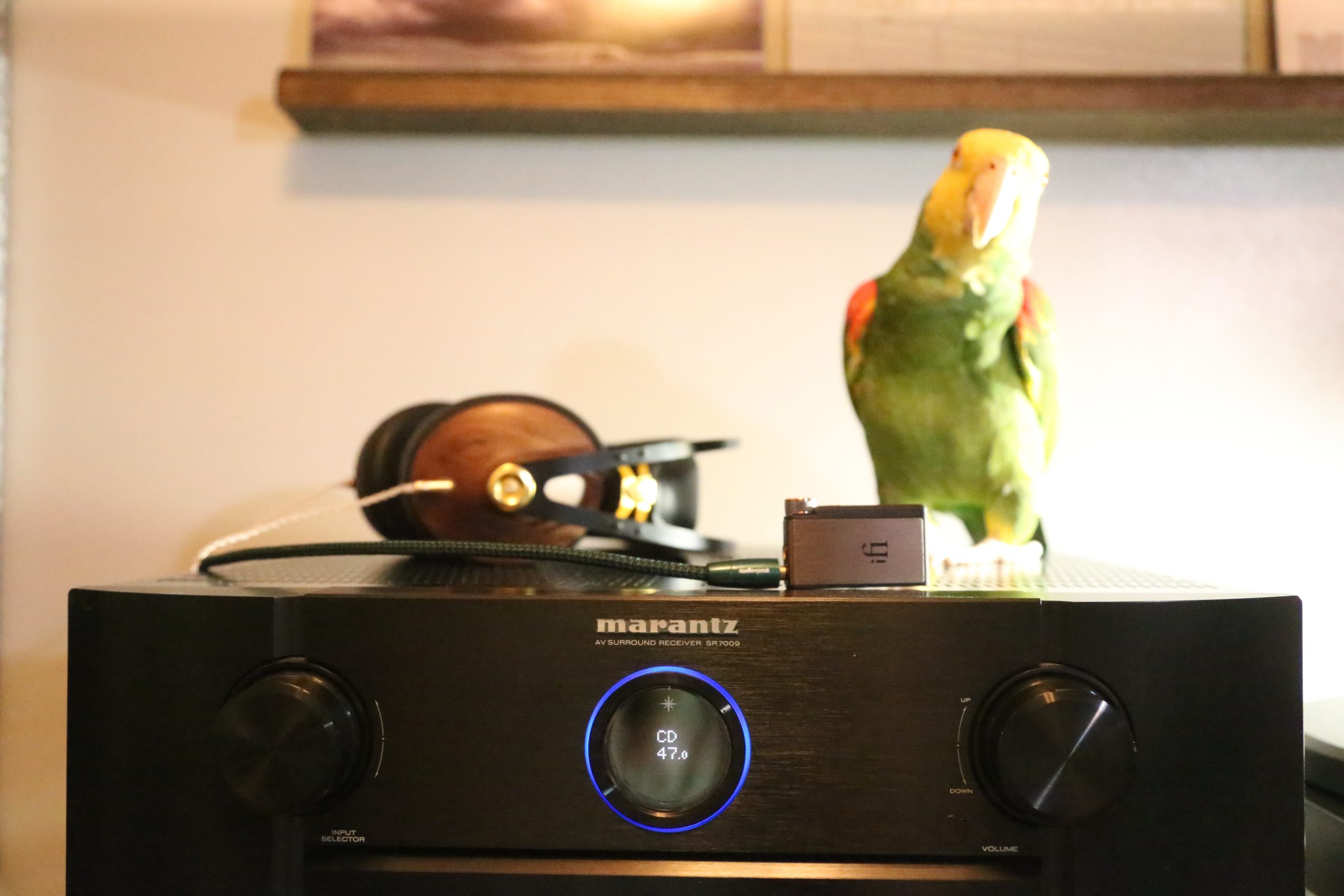 (REVIEW) iFi Audio Go Blu Review - Hifi Chicken