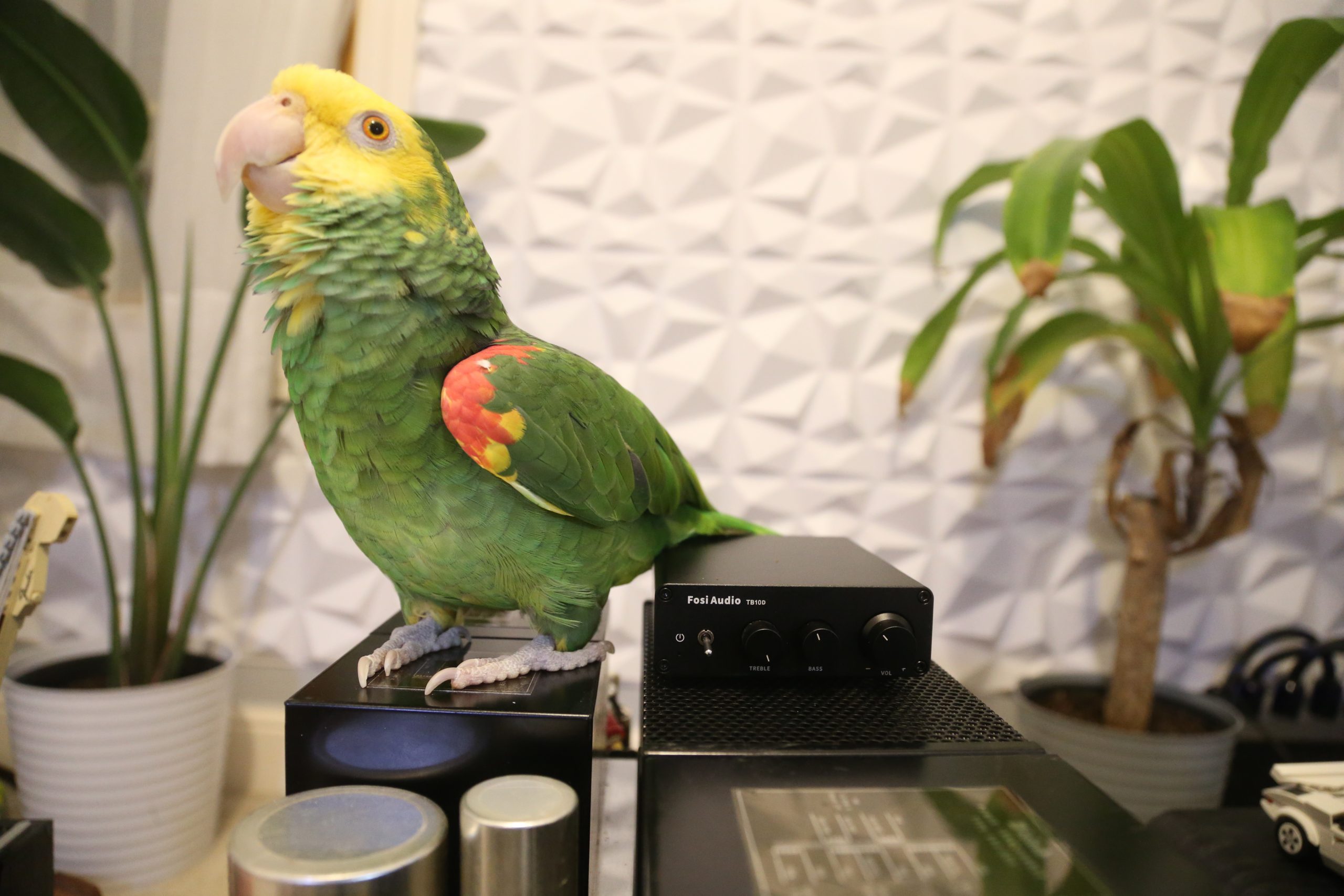 (Review) Fosi Audio TB10D, Tiny Amplifier Producing 600 Watts - Hifi ...